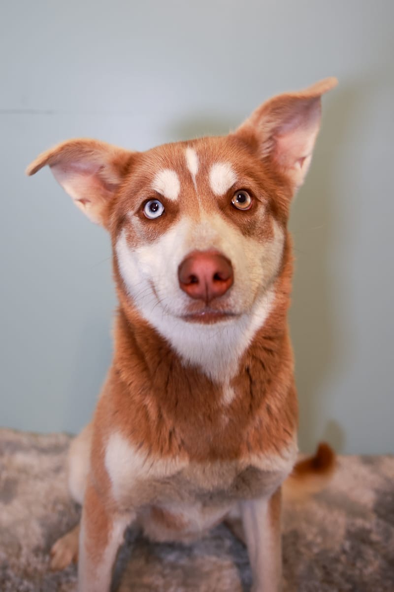 Willow - Martin County Humane Society