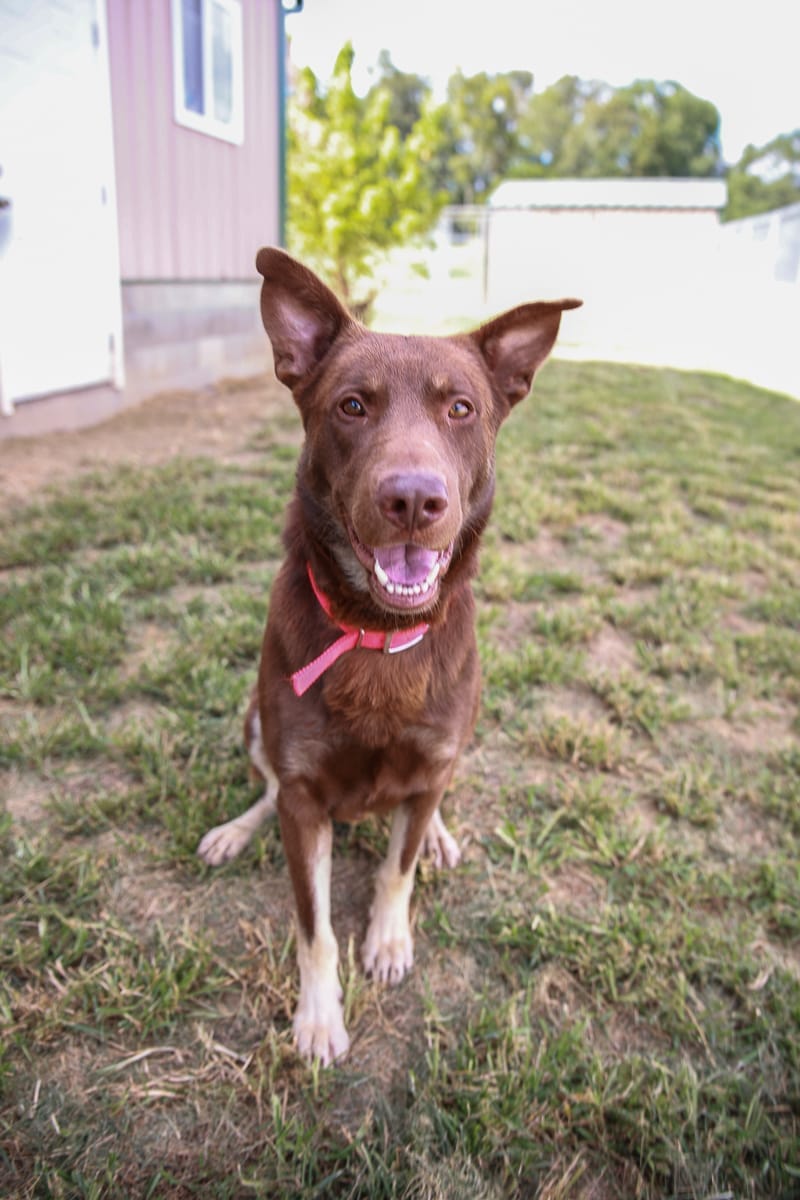 Adoptable Pets - Martin County Humane Society