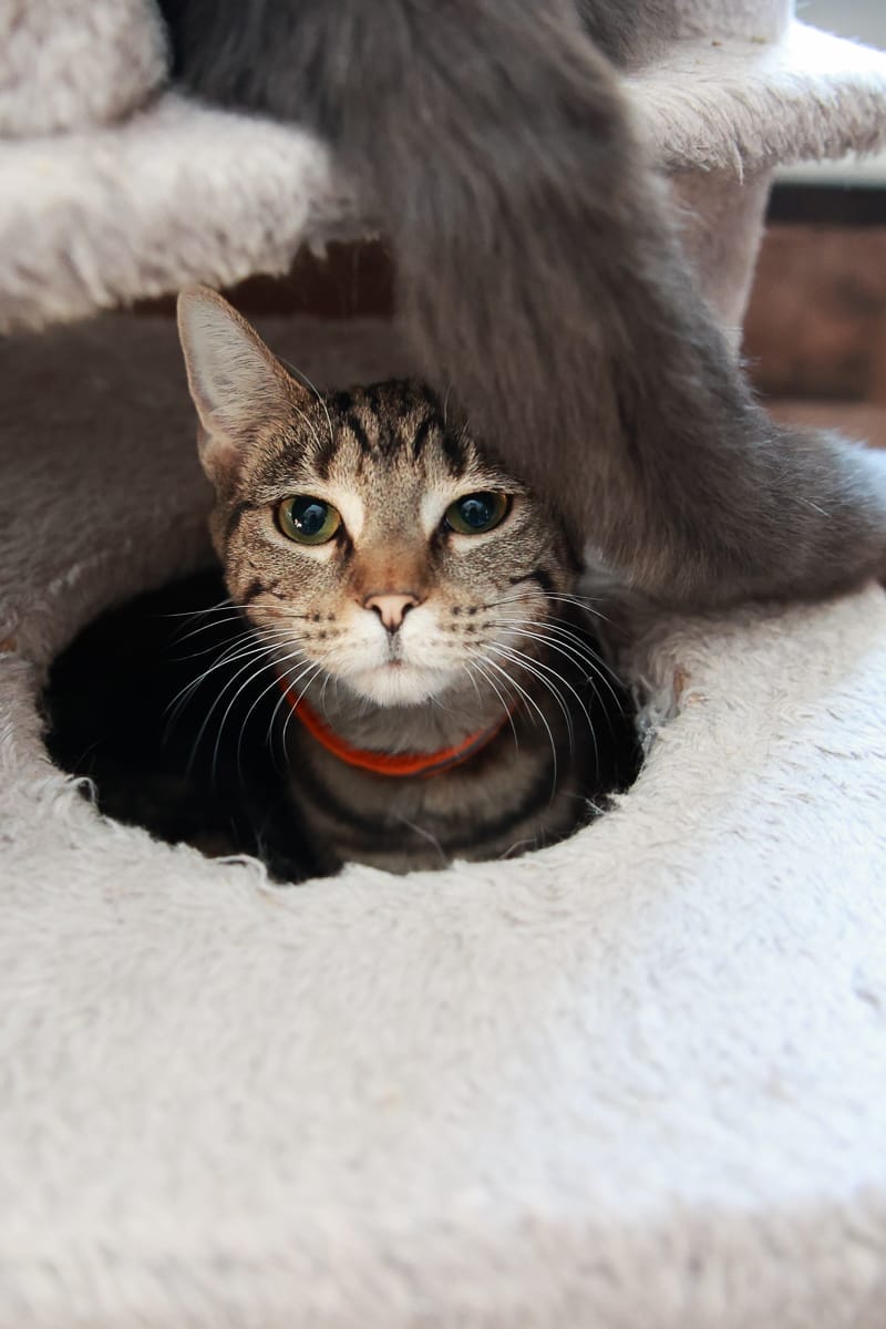 Adoptable Pets - Martin County Humane Society